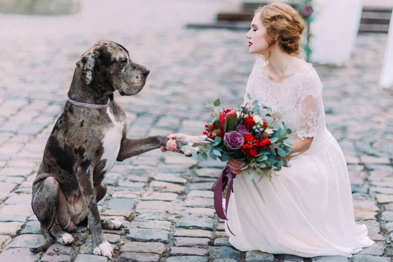 5 Ways to Include Your Dog On Your Wedding Day - Royal Wedding