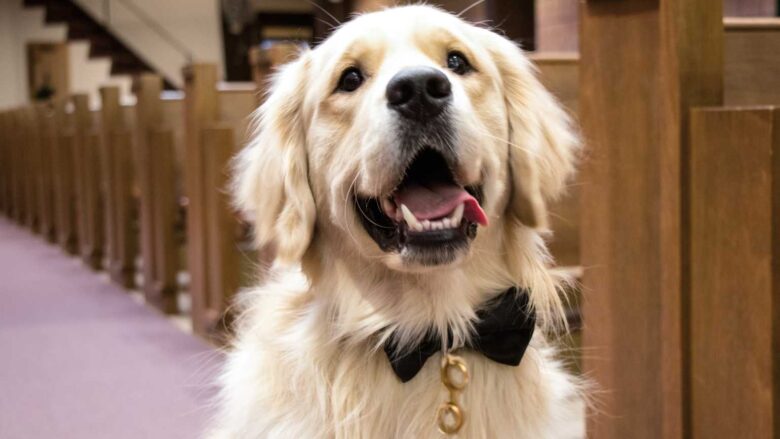 How to Train Your Dog to Behave at Your Wedding - Royal Wedding